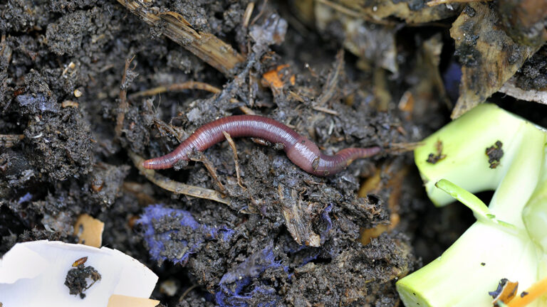 Ideas For Teaching Kids How Materials Decompose